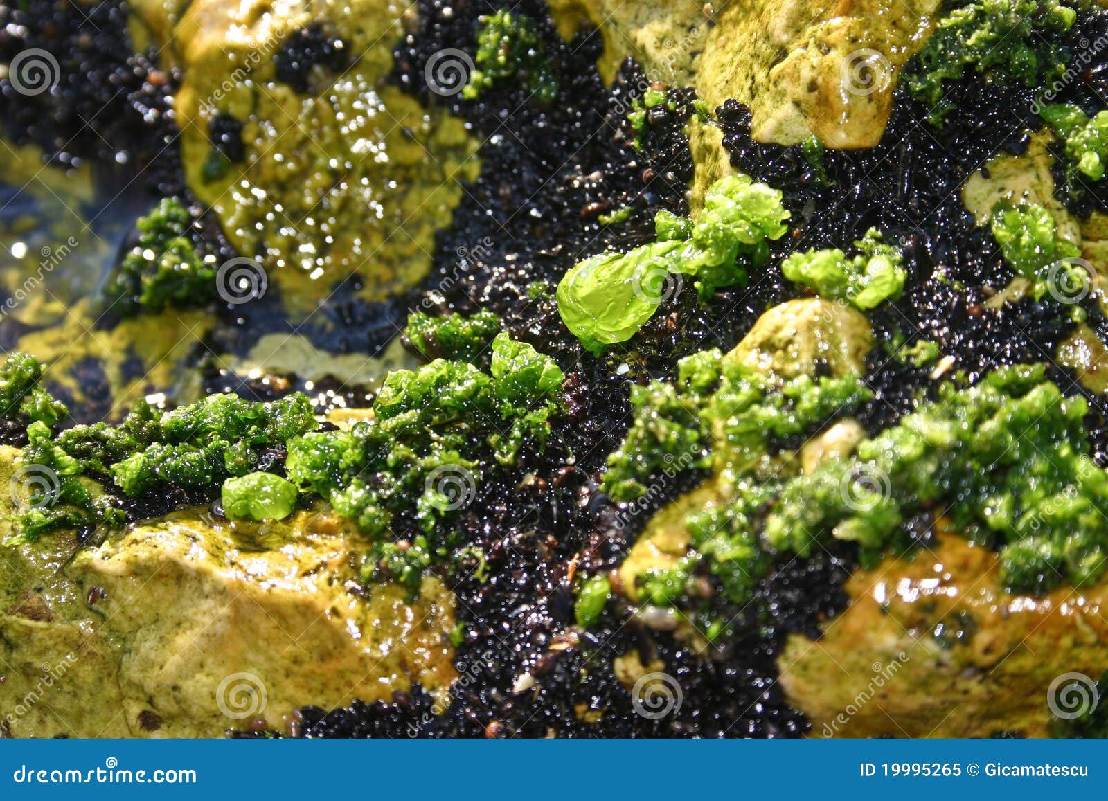 Algae stock image. Image of environment, shallow, chaos - 19995265