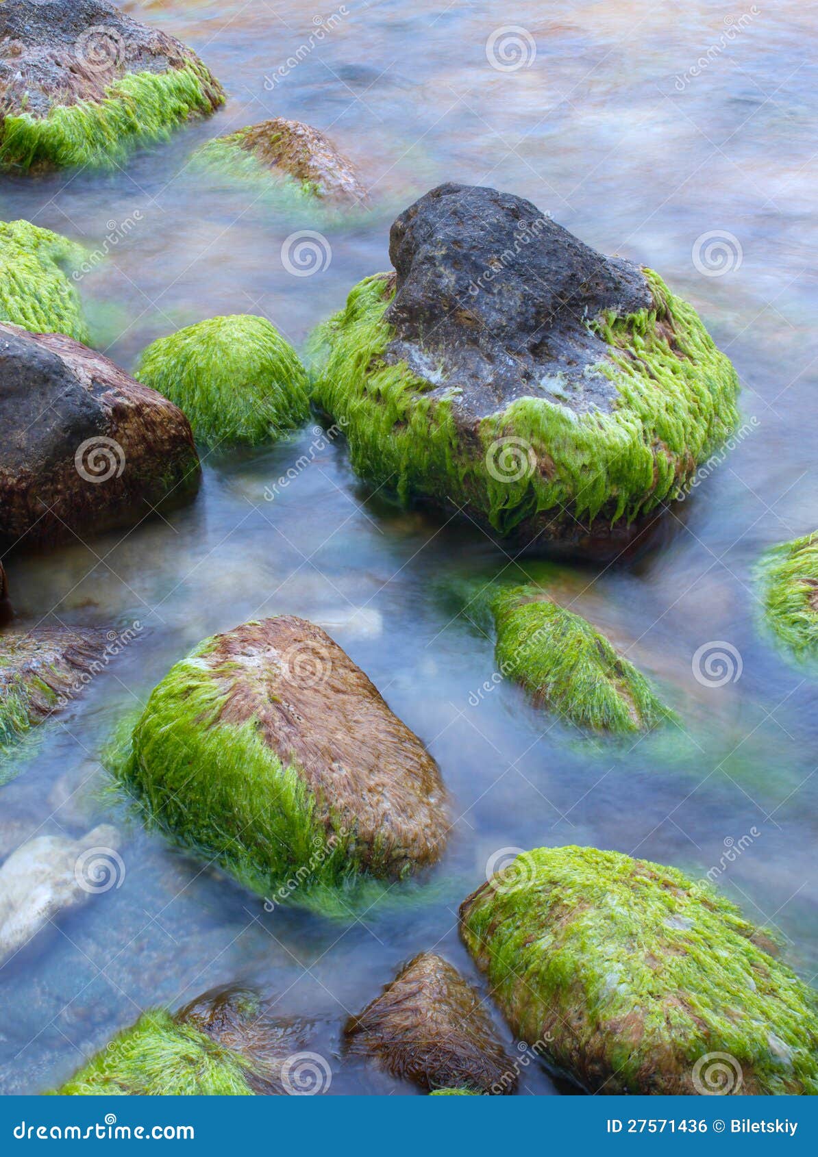 Algae Royalty Free Stock Image - Image: 27571436