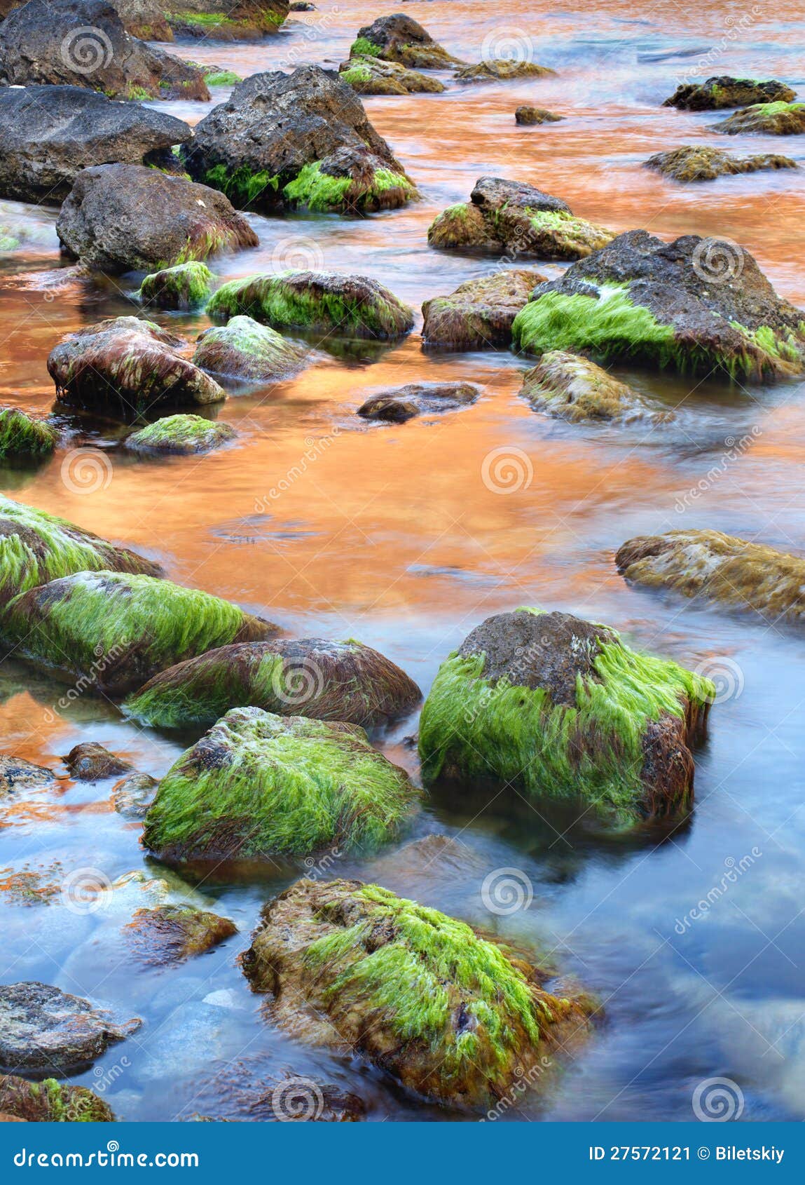 Algae stock image. Image of ocean, landscape, colorful - 27572121