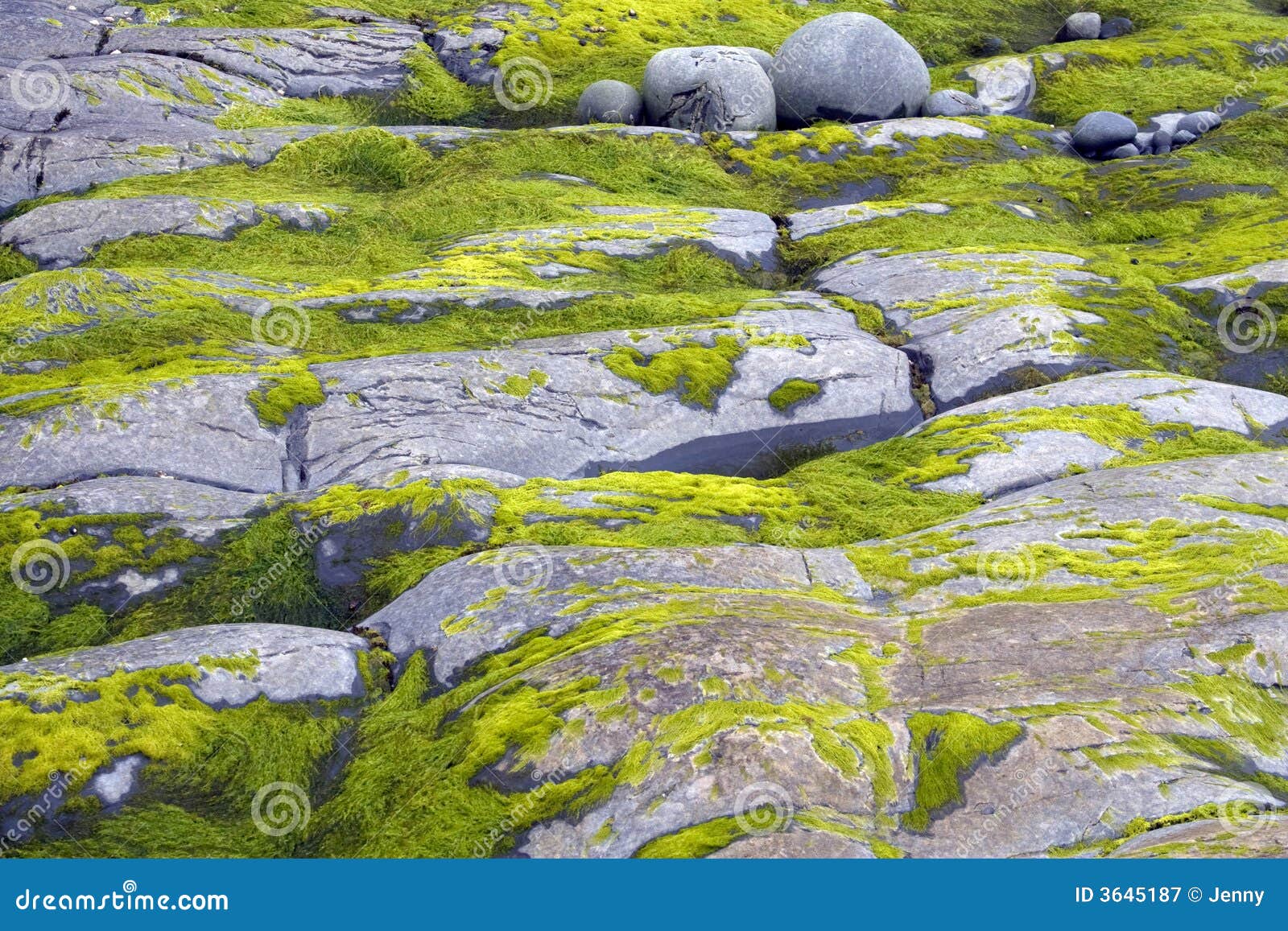 Algae stock image. Image of rock, rocky, coast, coastline - 3645187