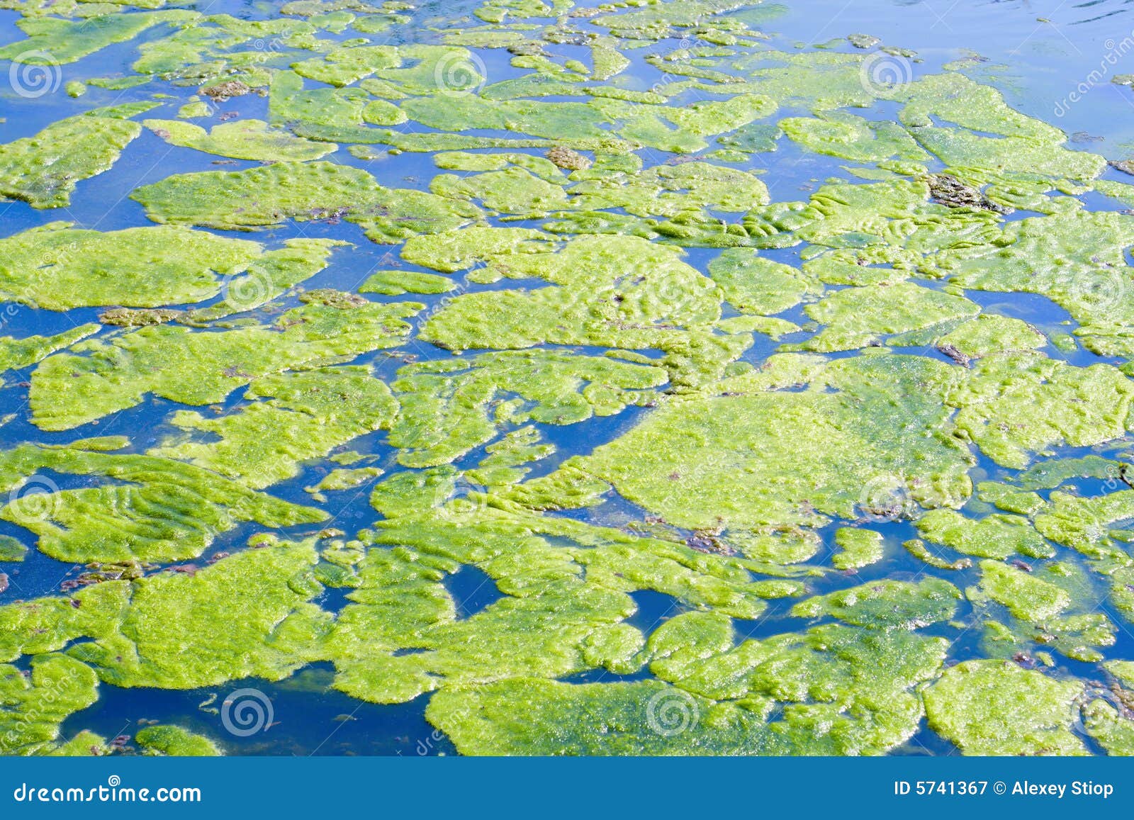 Sea Algae Stock Image | CartoonDealer.com #42115891