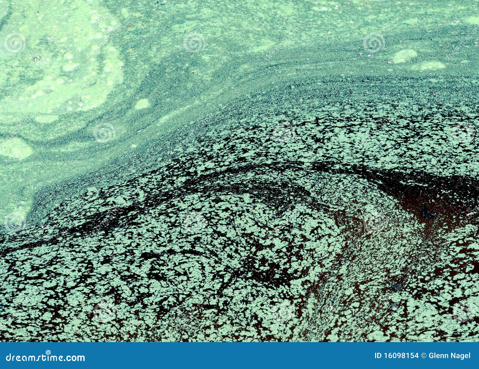 Algae abstract stock photo. Image of pond, closeup, algae - 16098154