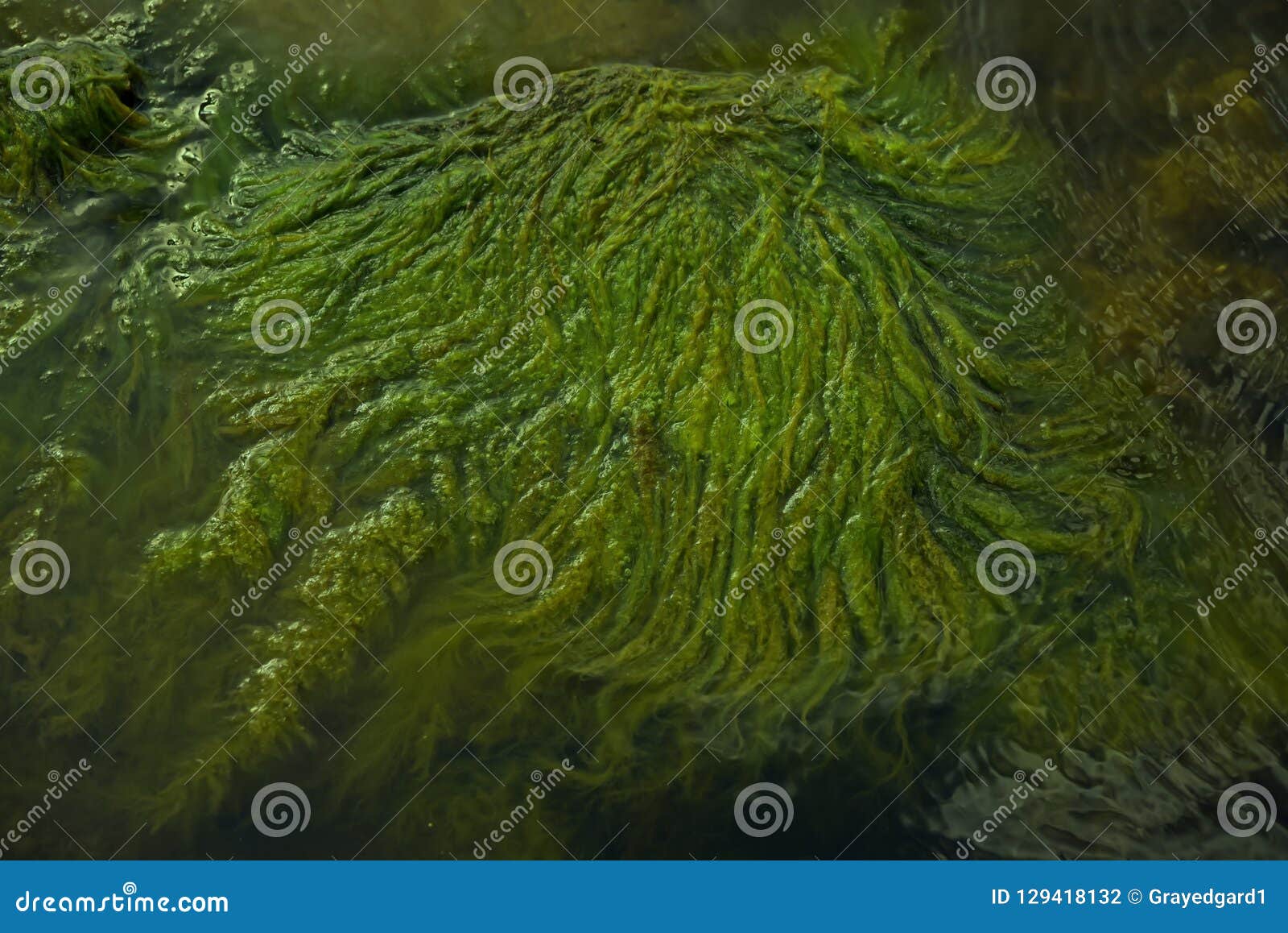 Algae Background stock photo. Image of natural, vegetation - 129418132