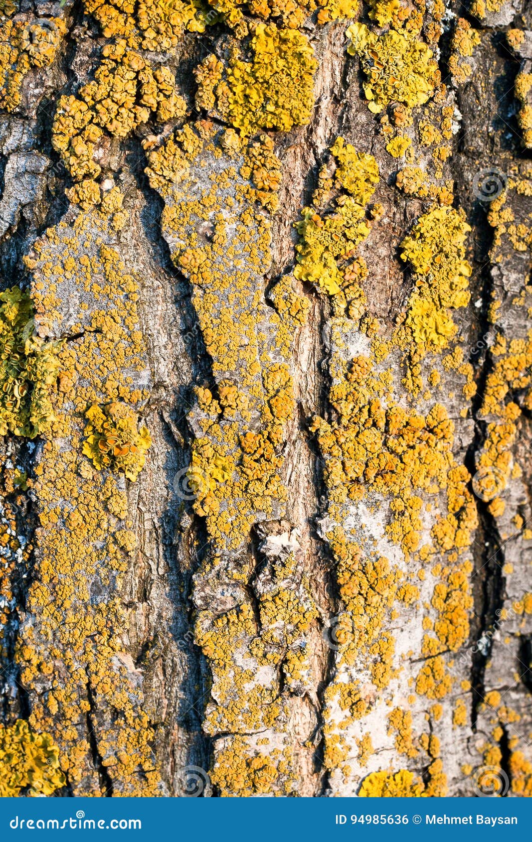 Algae on the Bark of a Tree Stock Photo - Image of natural, brown: 94985636