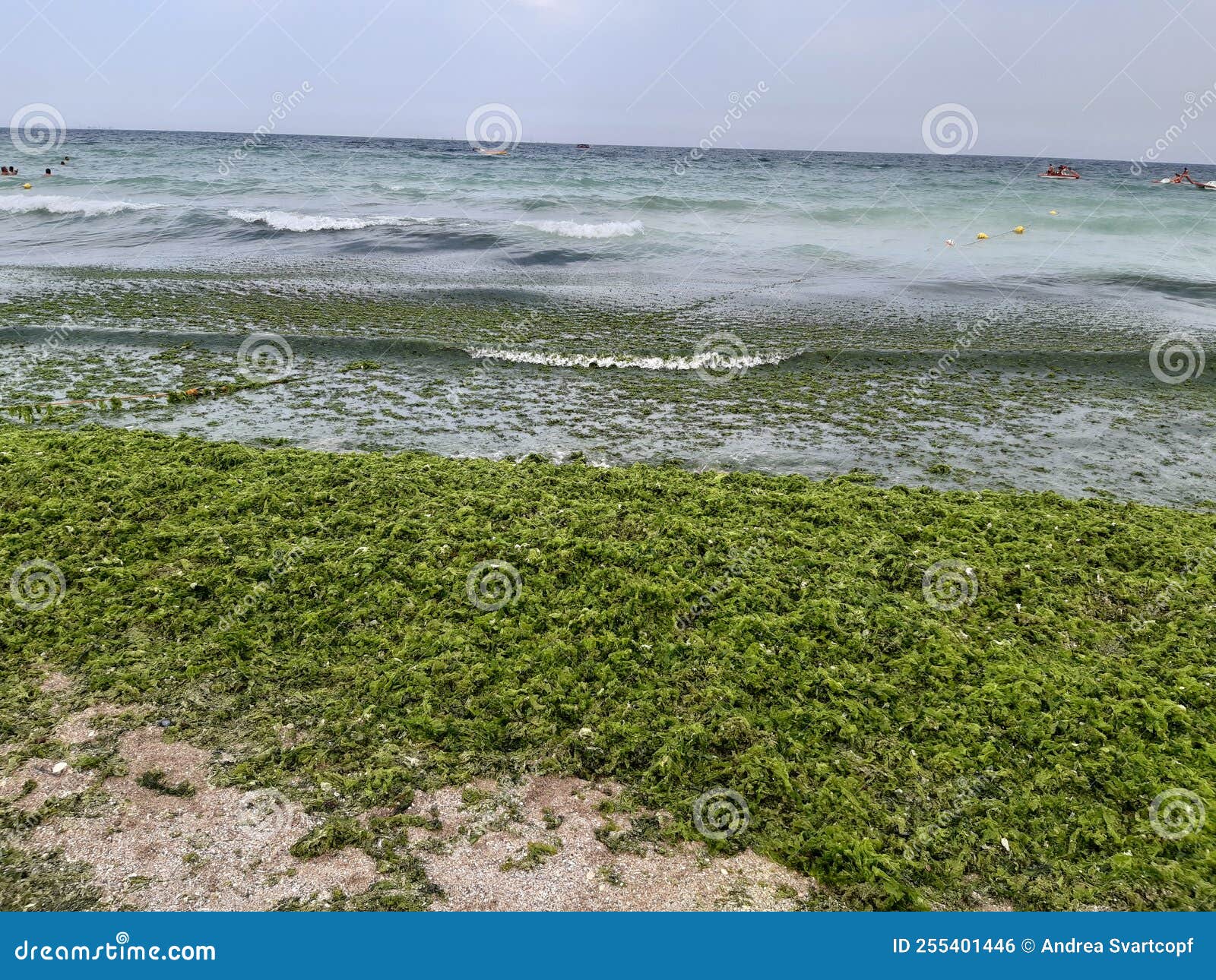 Algae on the beach stock photo. Image of algae, water - 255401446