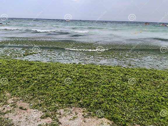 Algae on the beach stock photo. Image of algae, water - 255401446
