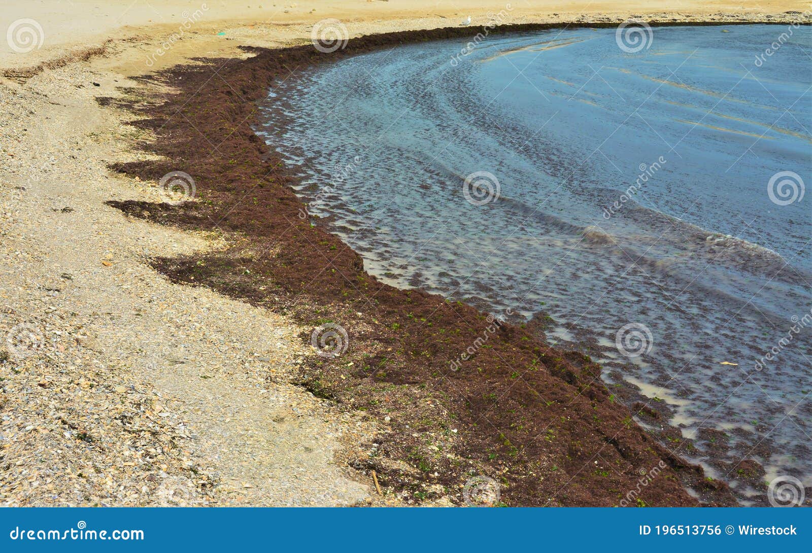Algae on the Beach during the Daytime Stock Photo - Image of morning ...