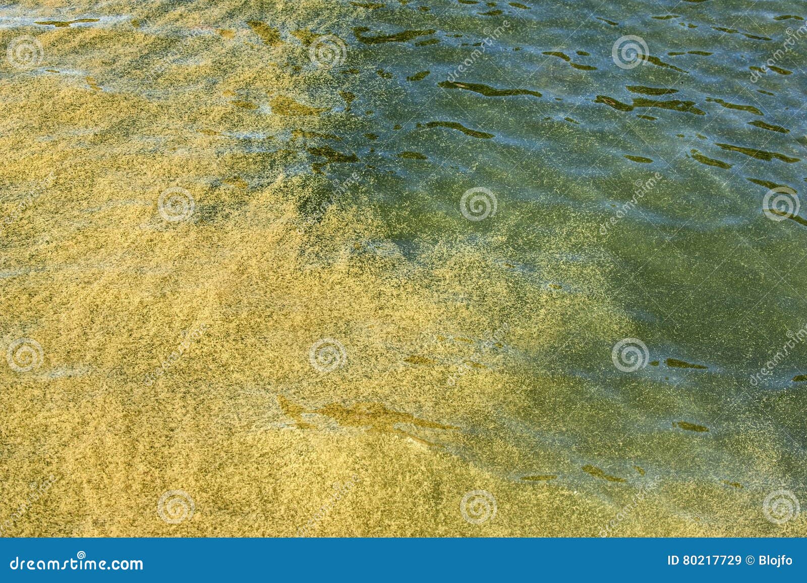 Algae Bloom On The River. Water Pollution Of Rivers And Lakes By ...