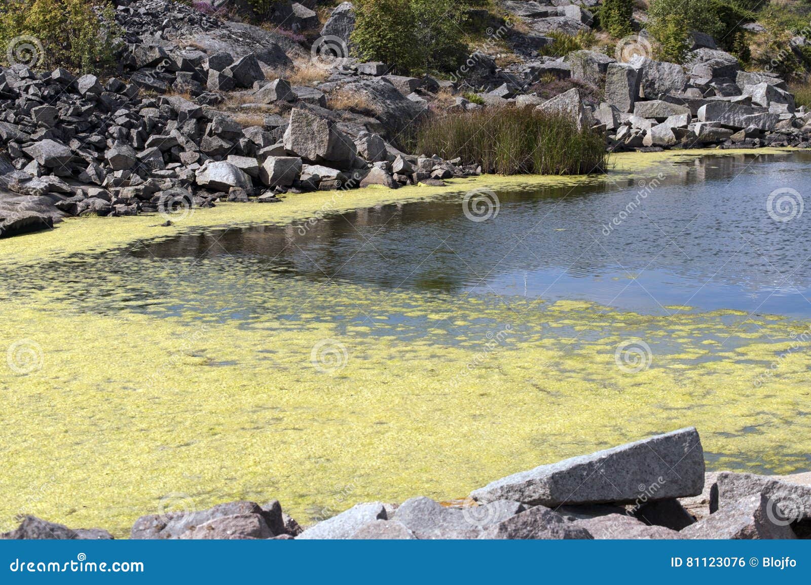 Algae Bloom On The River. Water Pollution Of Rivers And Lakes By ...
