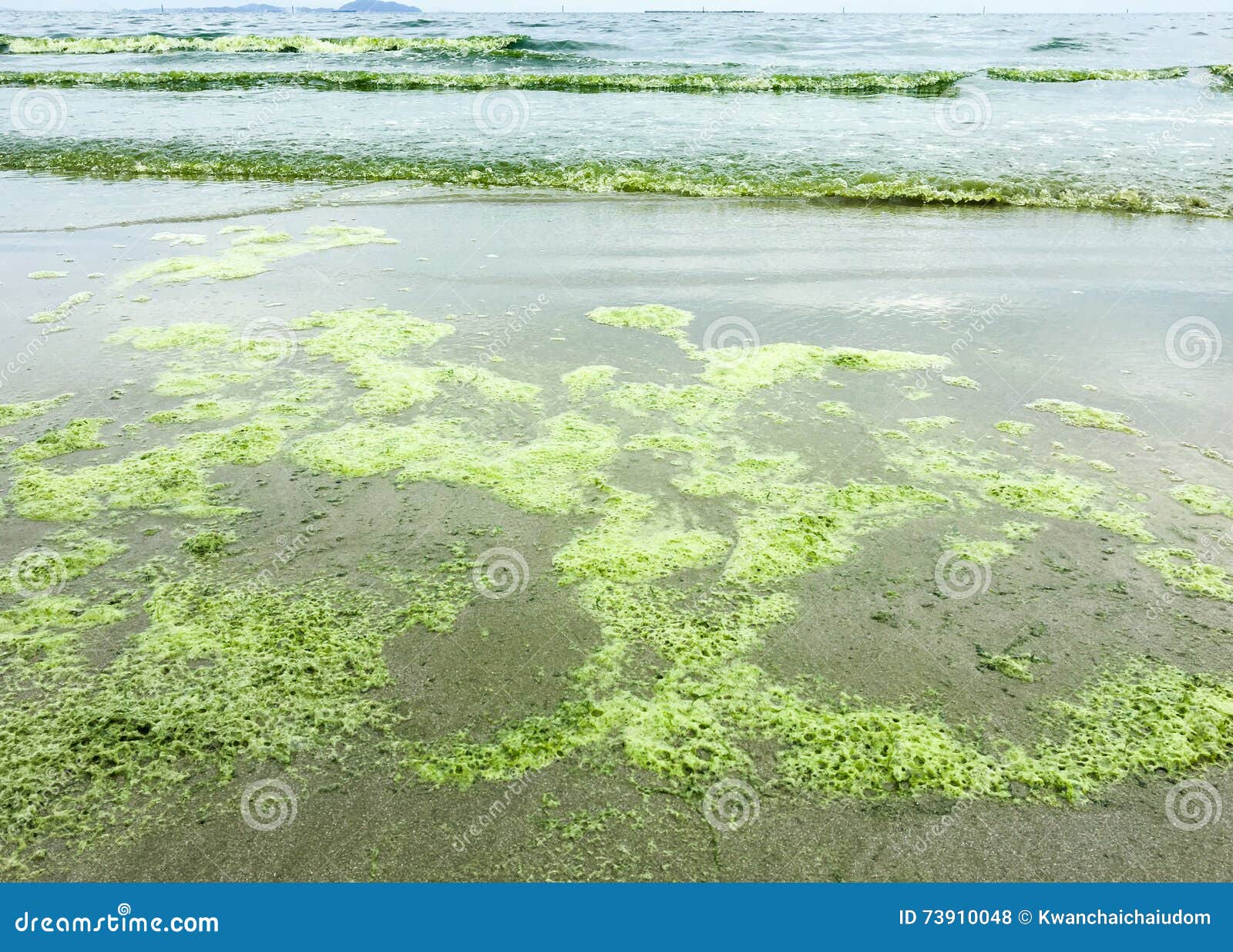 Algae bloom stock photo. Image of dirt, organism, growth - 73910048
