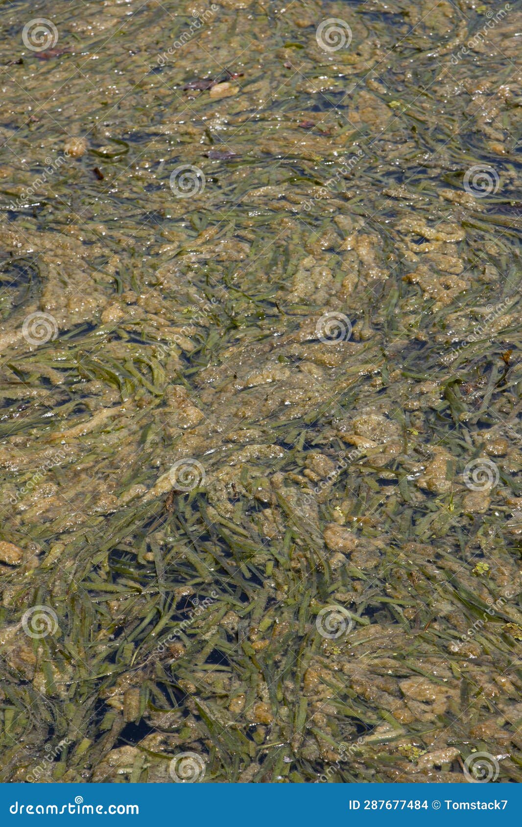 Algae Bloom in a Freshwater Lake Stock Photo - Image of seaweed ...