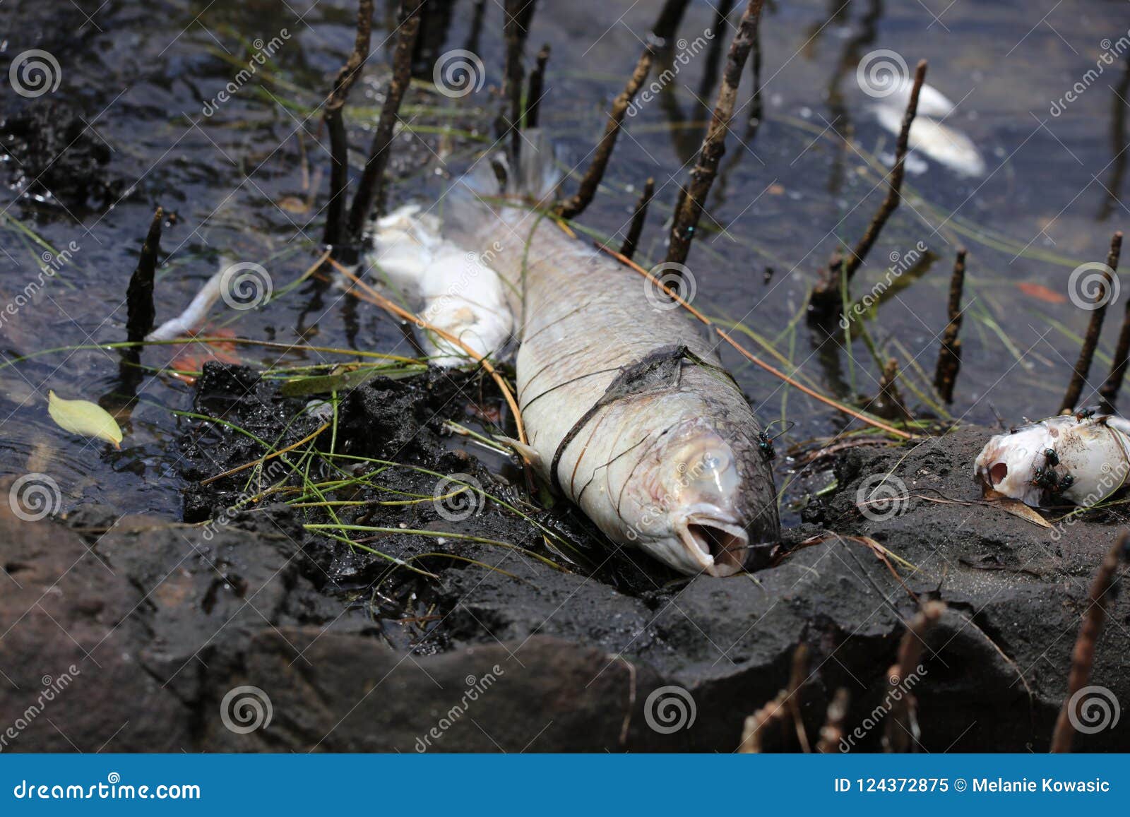 Florida Red Tide Phenomenon Stock Image - Image of phenomenon ...