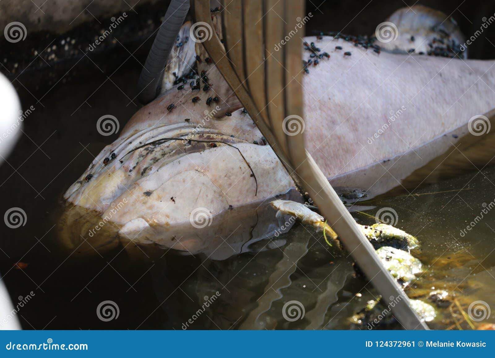 Florida Red Tide Phenomenon Stock Image - Image of algae, toxin: 124372961
