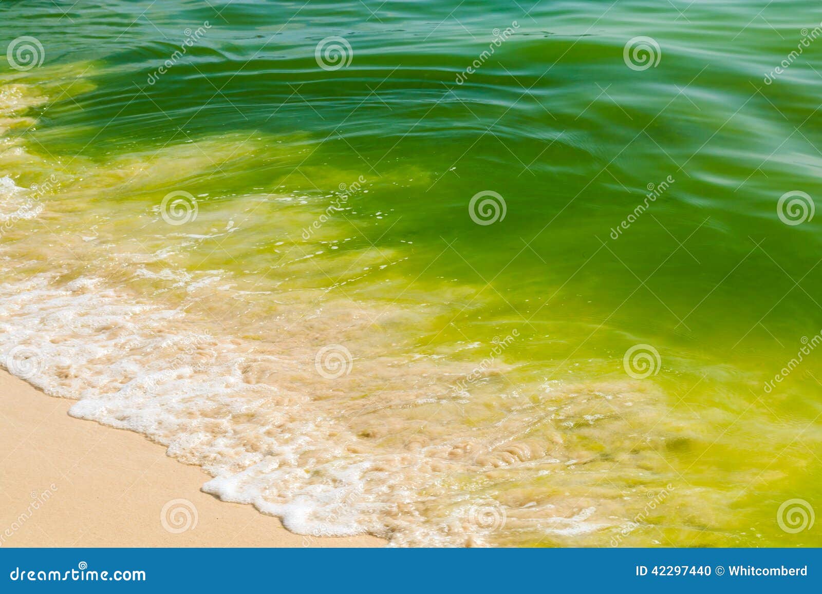 Algae Bloom On The River. Water Pollution Of Rivers And Lakes By ...