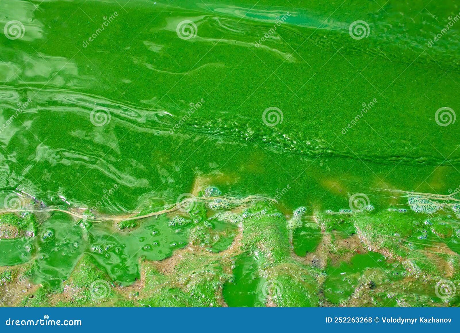Algae Bloom on the Surface of the Water. Summer Pond with Green Algae ...