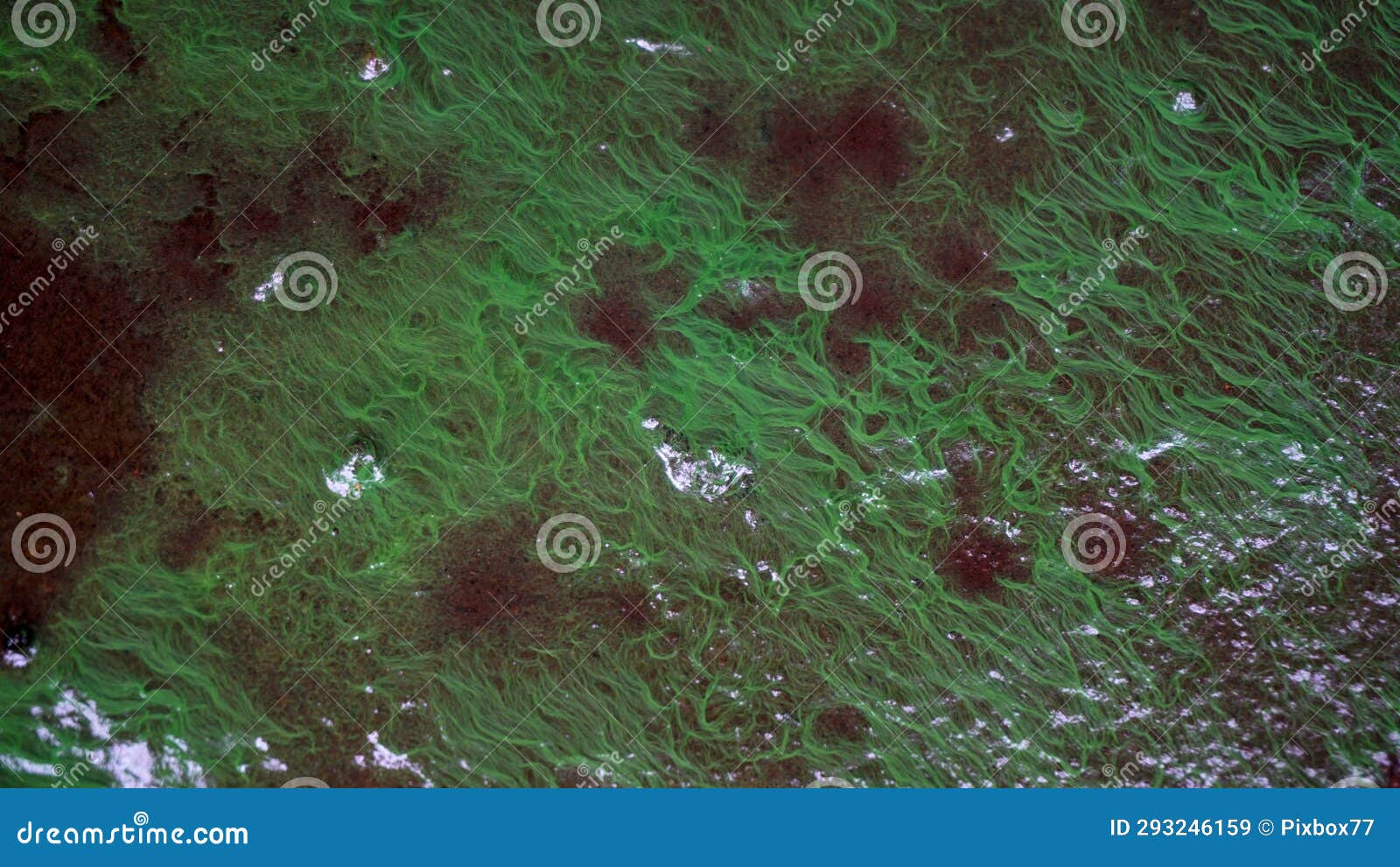 Algae bloom on wet ground stock image. Image of environmental - 293246159