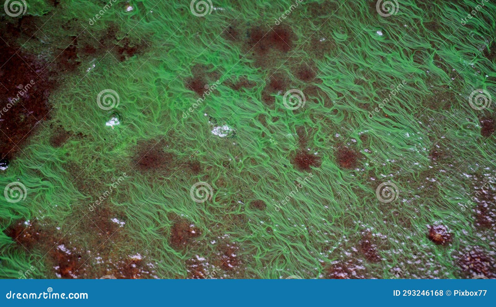Algae bloom on wet ground stock photo. Image of texture - 293246168