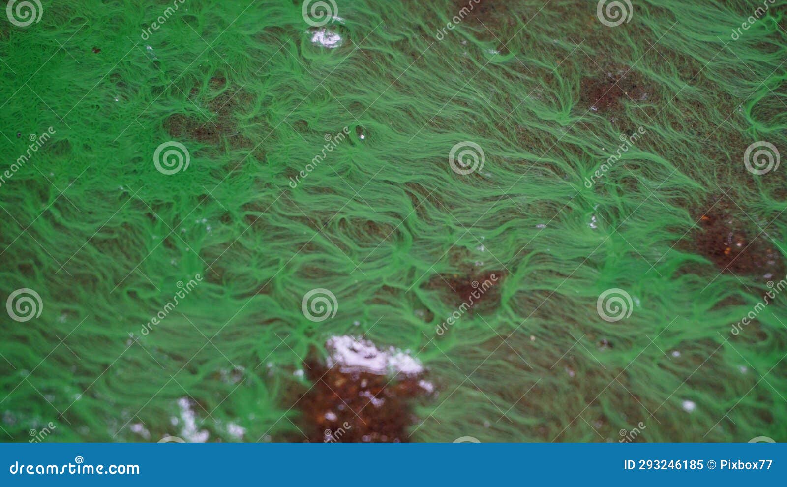 Algae bloom on wet ground stock image. Image of bloom - 293246185