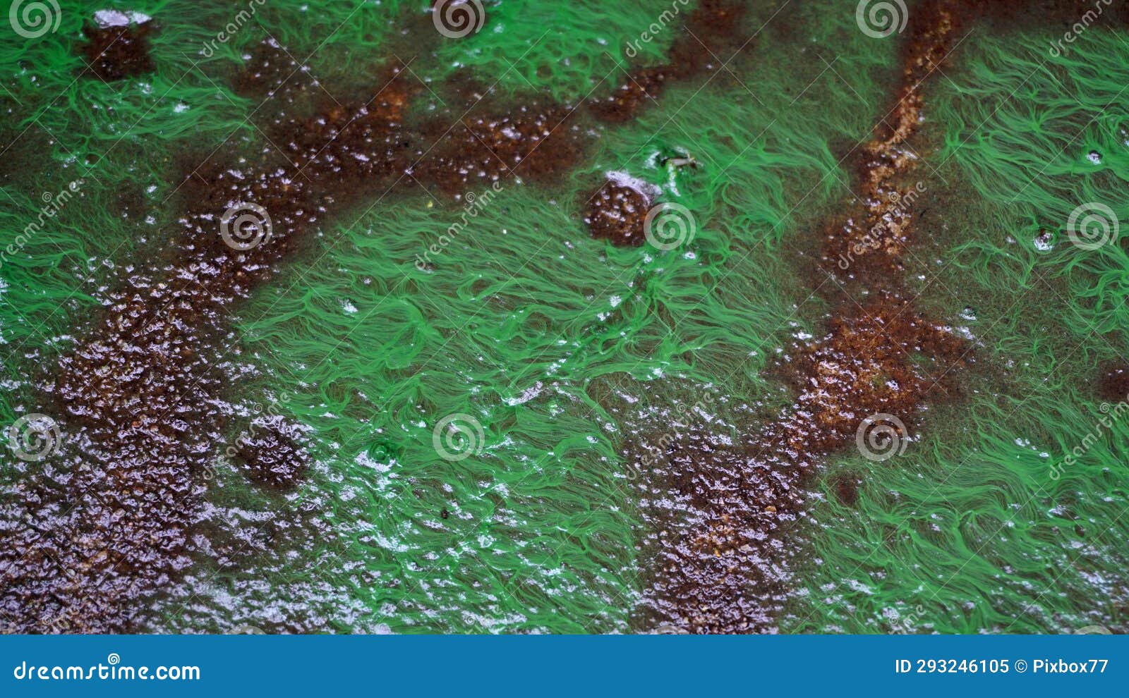 Algae bloom on wet ground stock image. Image of texture - 293246105