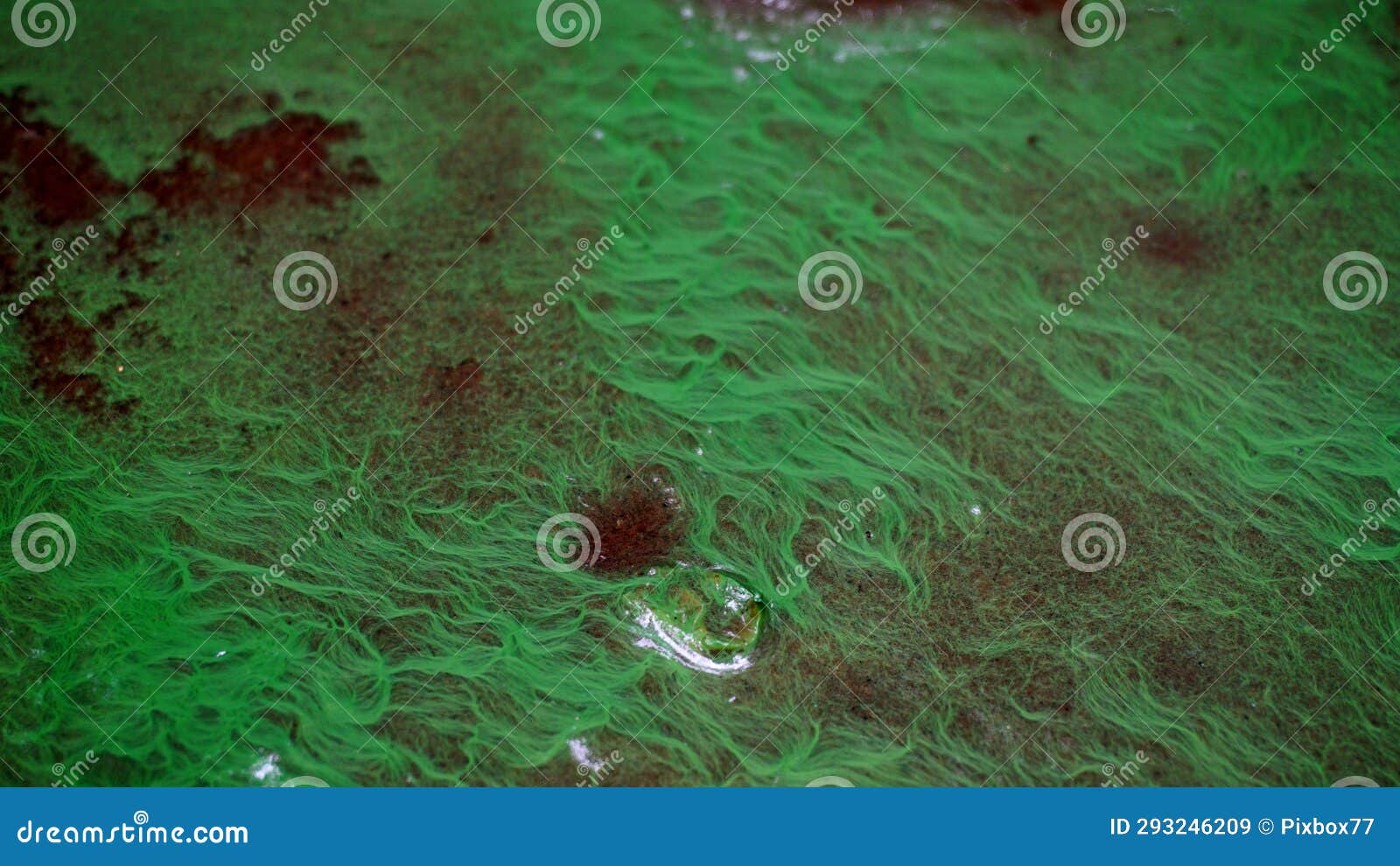 Algae bloom on wet ground stock image. Image of pollutant - 293246209