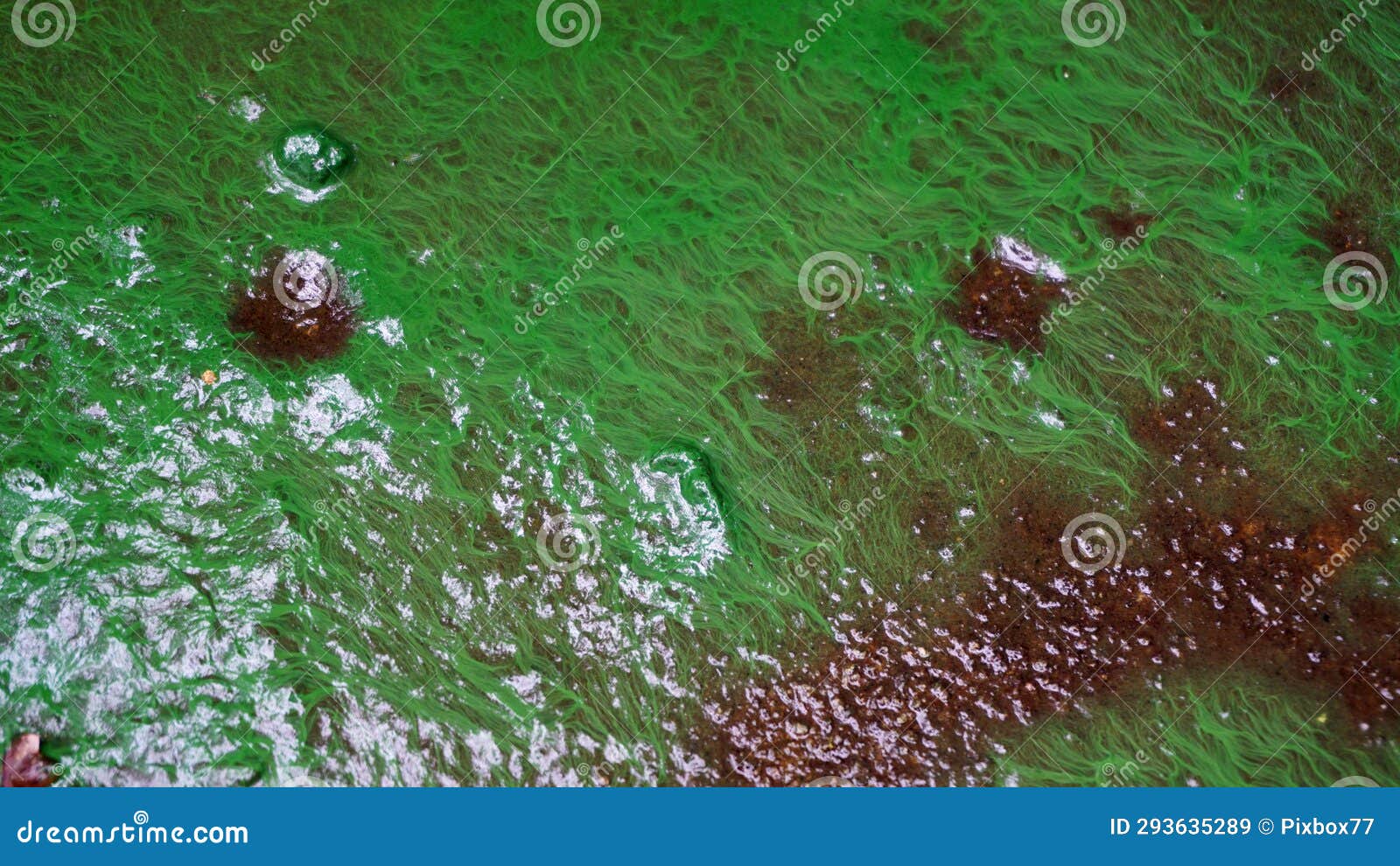 Algae bloom on wet ground stock image. Image of bloom - 293635289