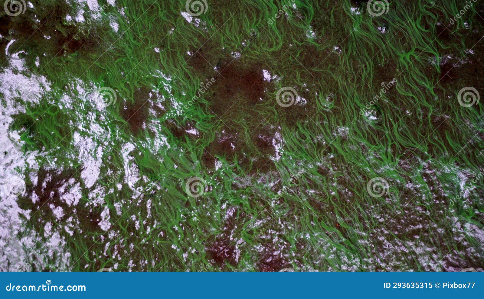 Algae bloom on wet ground stock image. Image of ecosystem - 293635315