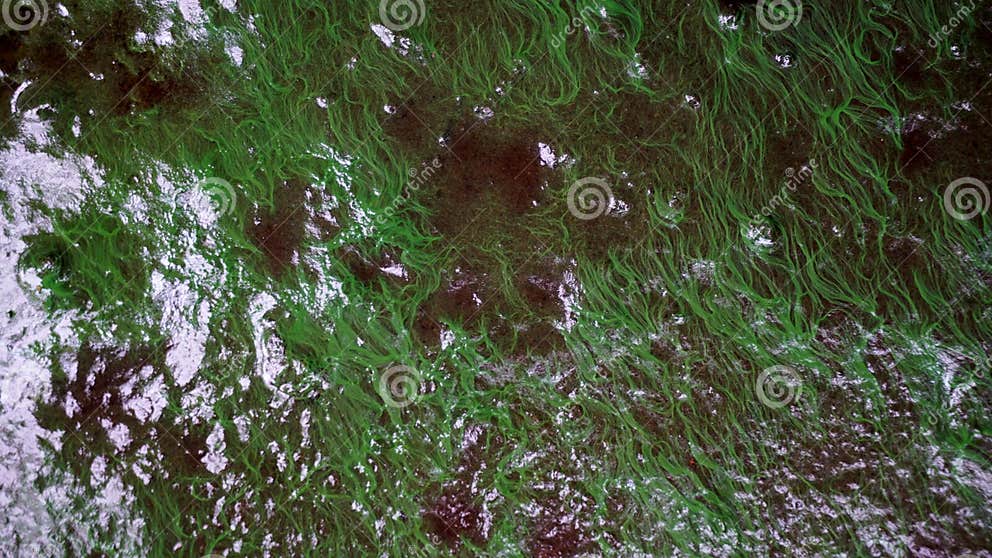 Algae bloom on wet ground stock image. Image of ecosystem - 293635315