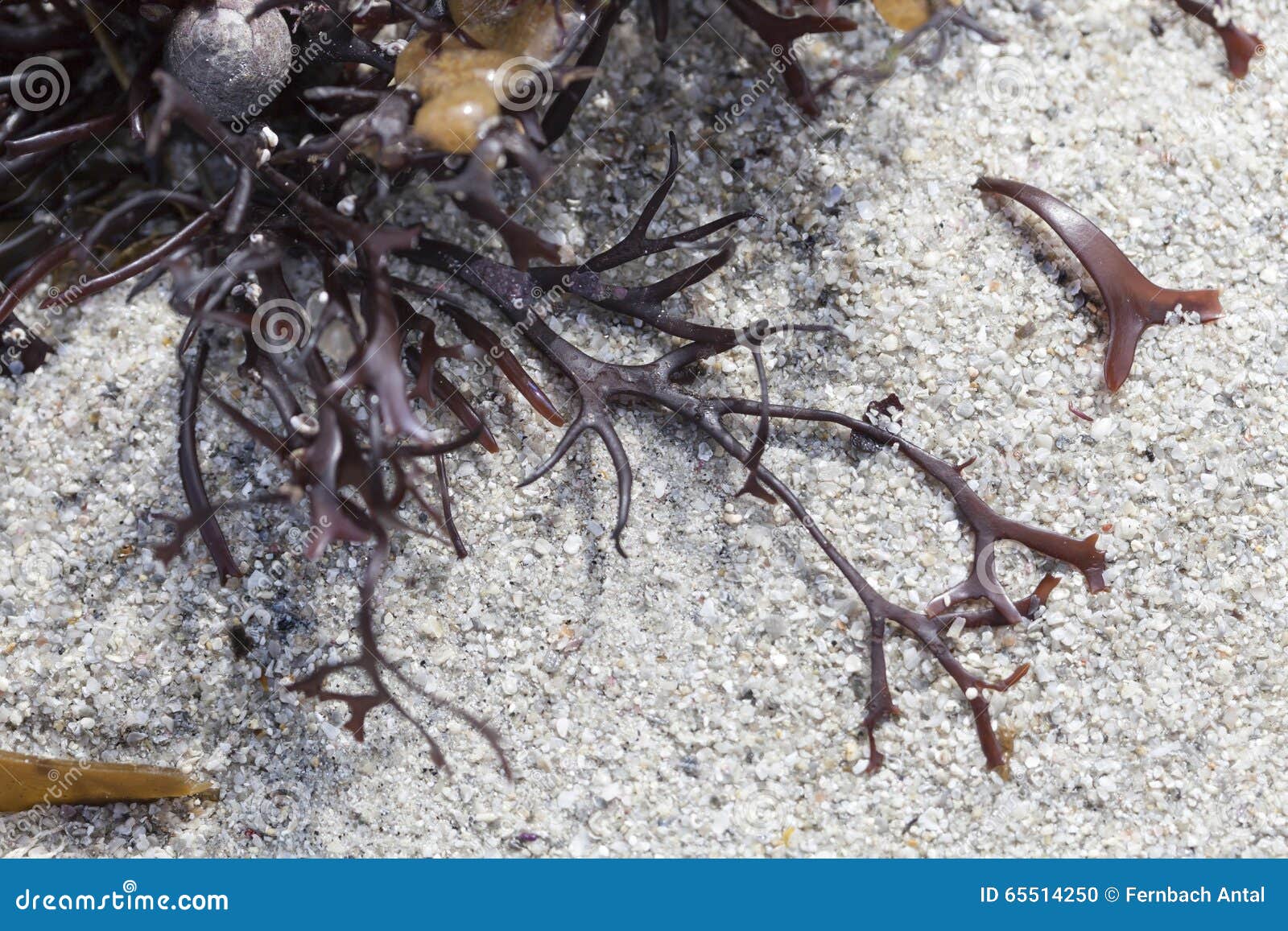 Algae stock photo. Image of branch, mono, light, blurry - 65514250