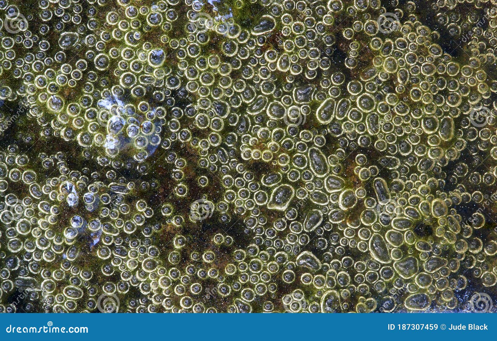 Algae Bubbles - Top-view Background Image Stock Image - Image of ...