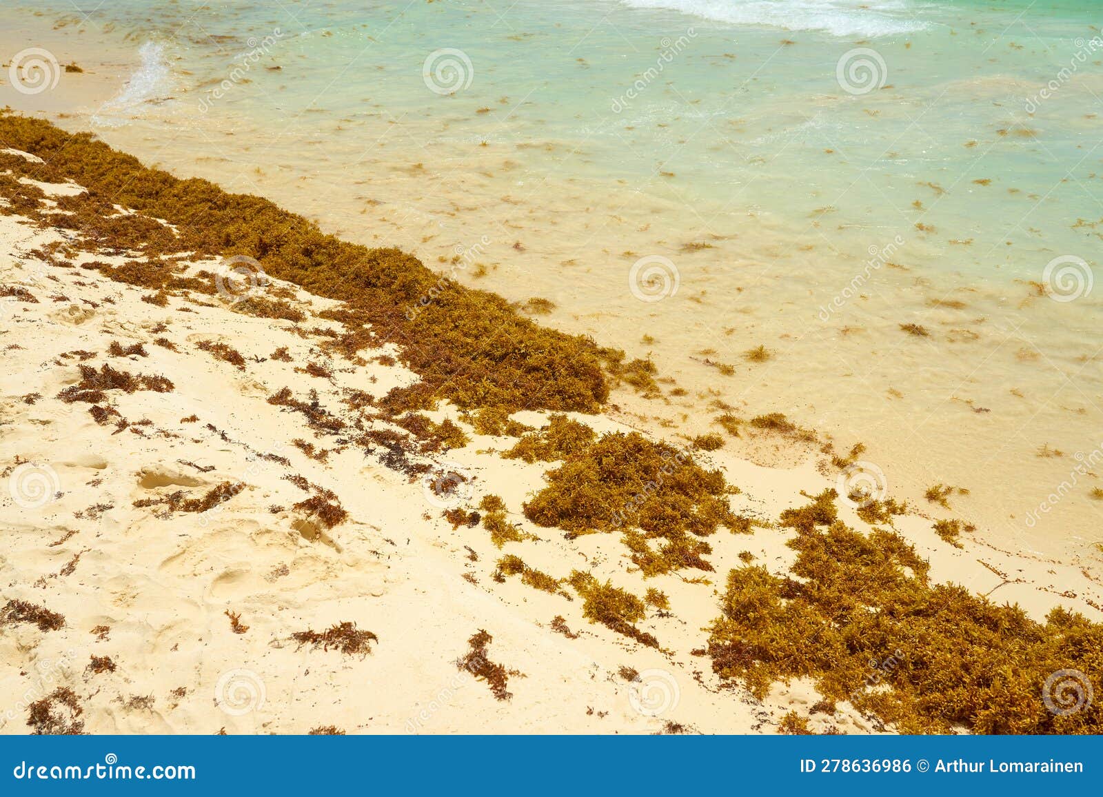 Algae on the Caribbean Coast in Mexico. Stock Photo - Image of ...