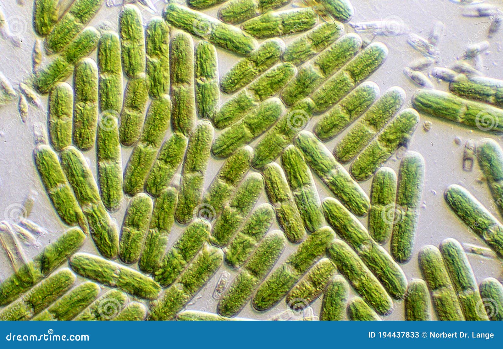 Algae Carpet of Green Algae Stock Image - Image of swim, magnification ...