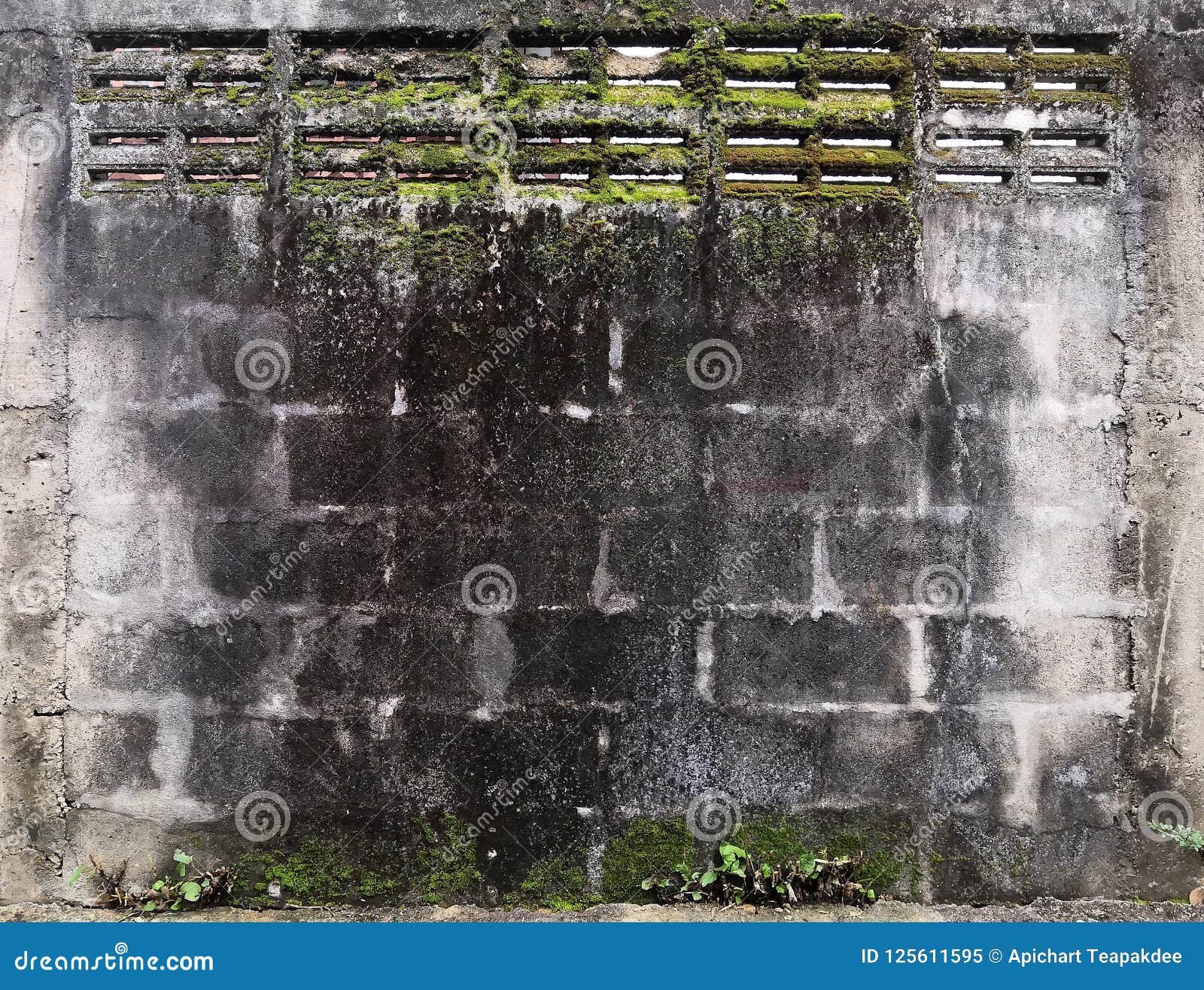 Algae on a cement wall. stock image. Image of green - 125611595