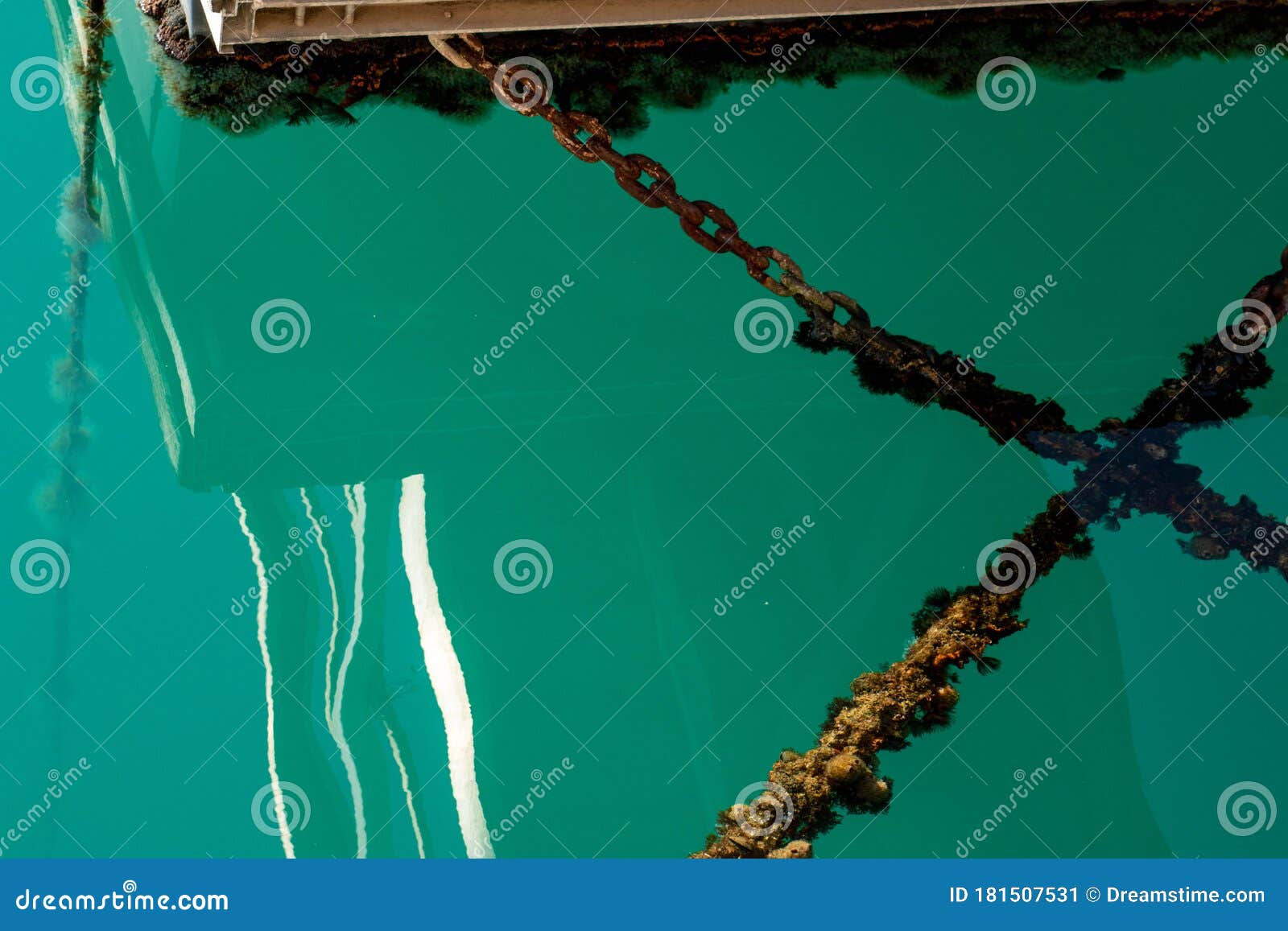 Algae Chain Under the Turquiose Sea Water Stock Image - Image of ...