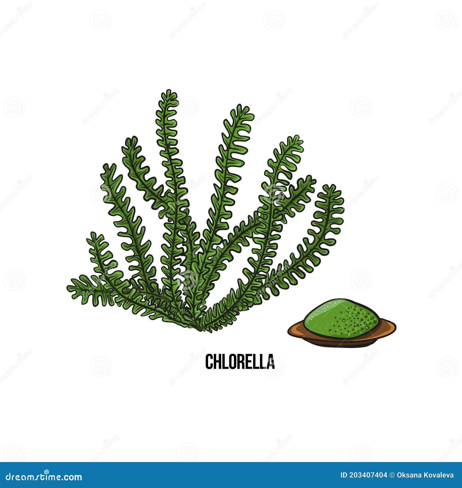 Chlorella, Edible Seaweed, Health Benefits. Funny Hand Drawn ...