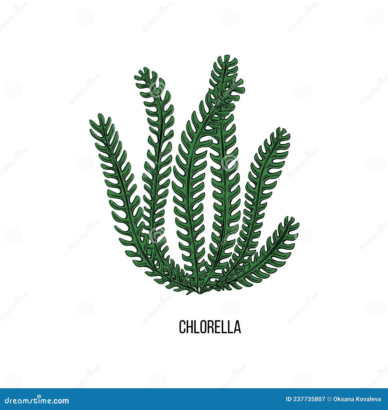 Chlorella, Edible Seaweed, Health Benefits. Funny Hand Drawn ...