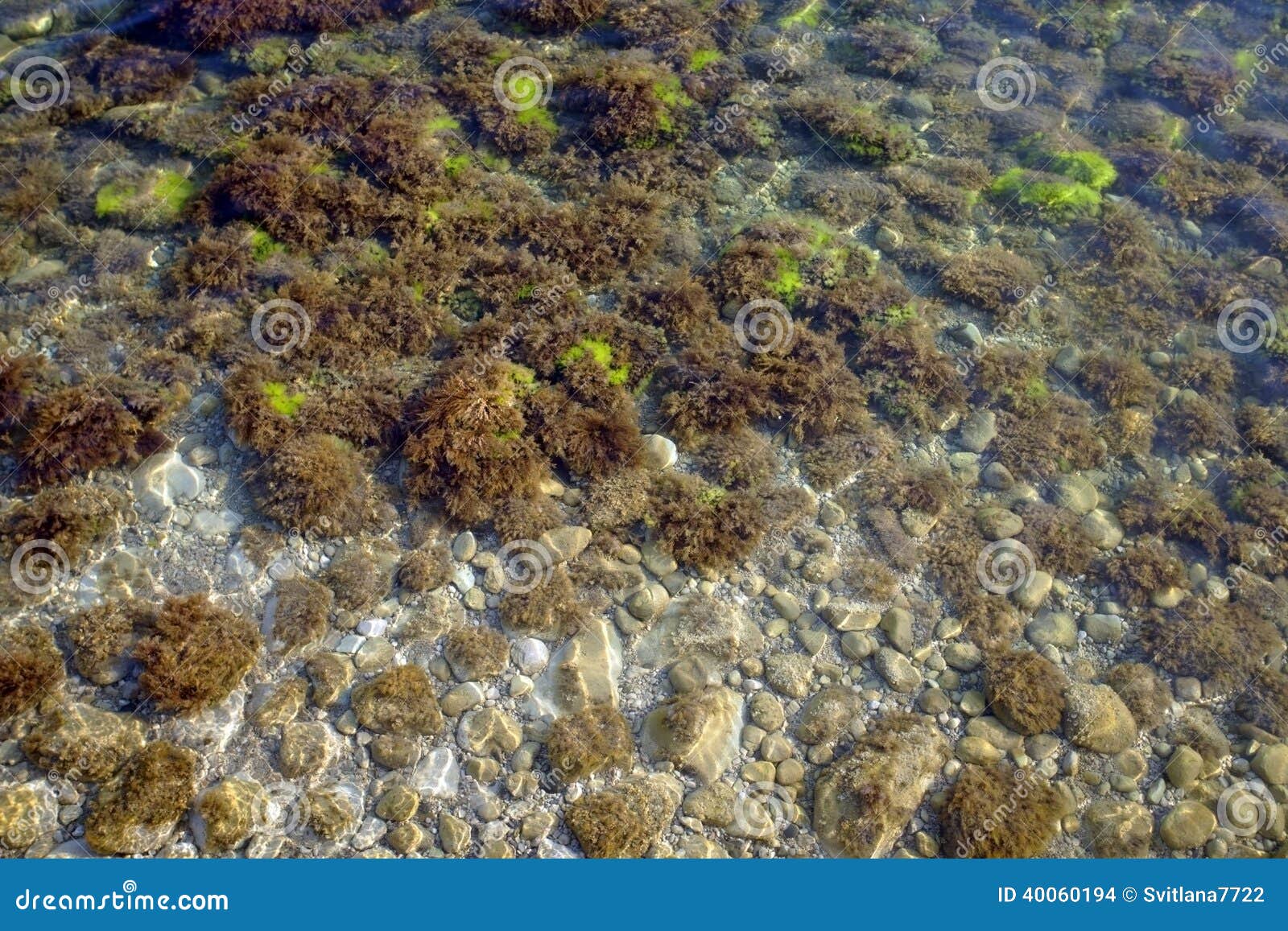 Algae in clear water. stock photo. Image of seaweed, textured - 40060194