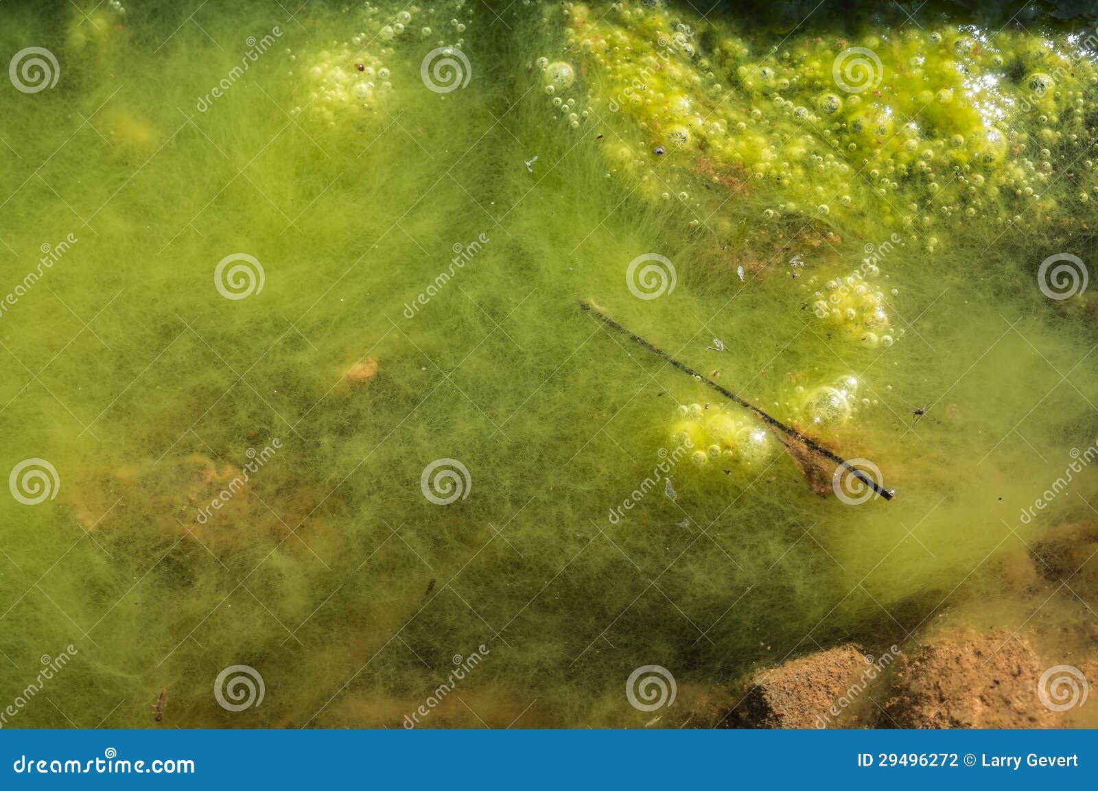 Algae close-up stock photo. Image of biological, alga - 29496272