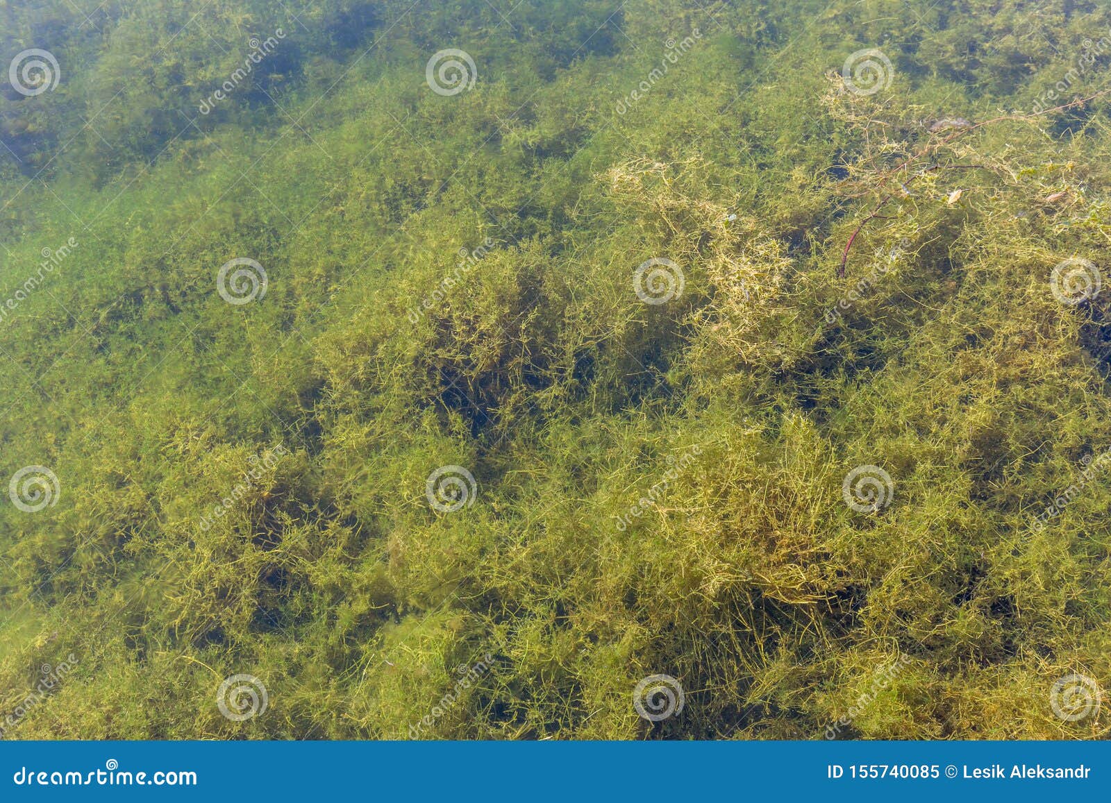 Algae Closeup in Lake Waters with Crystal Texture. a Bed of Green Algae ...