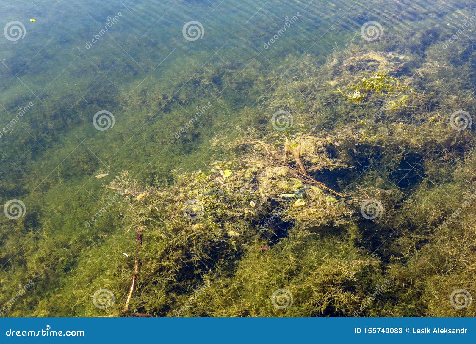 Algae Closeup in Lake Waters with Crystal Texture. a Bed of Green Algae ...