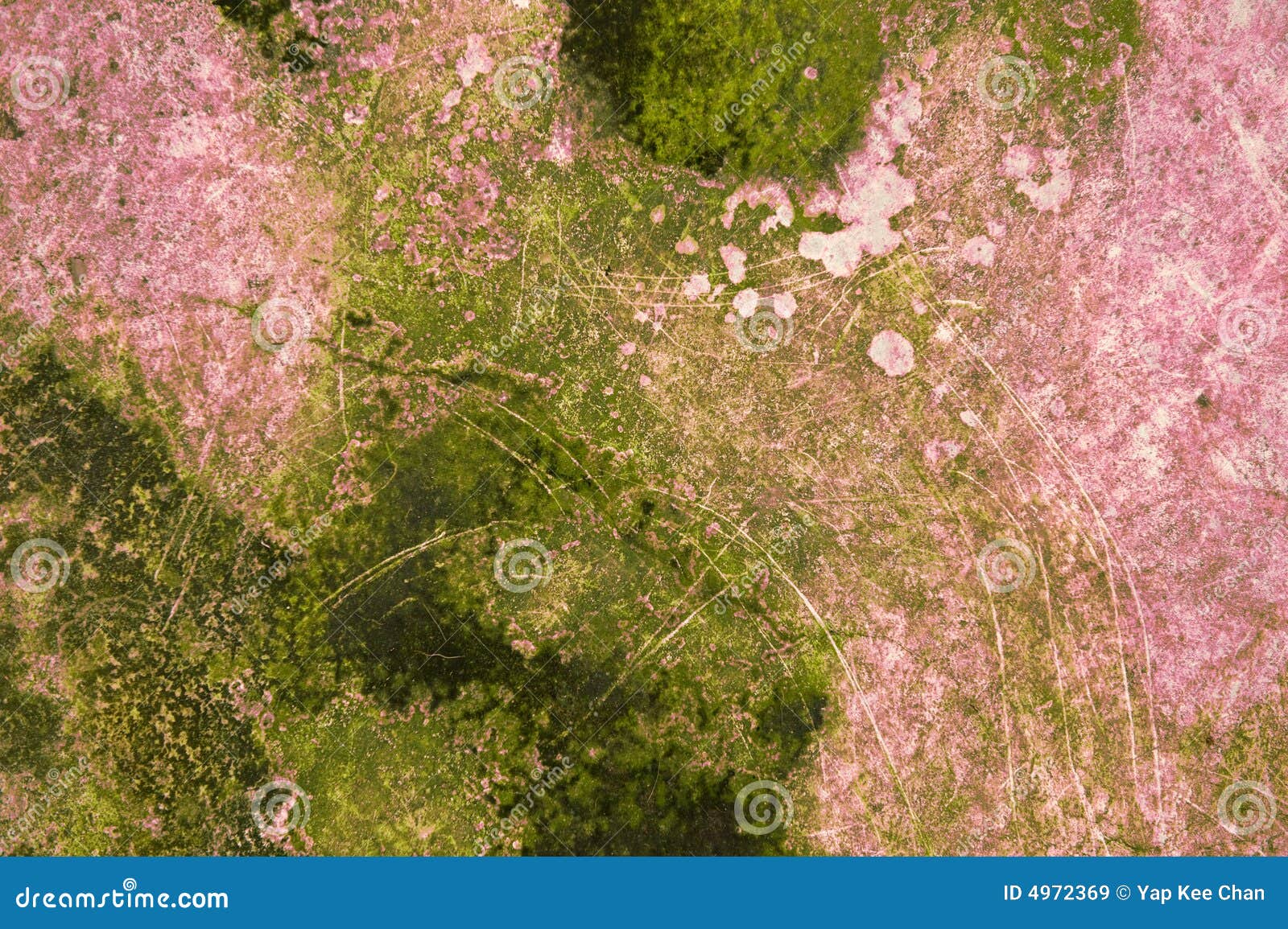 Algae on concrete stock image. Image of algae, floor, myriad - 4972369