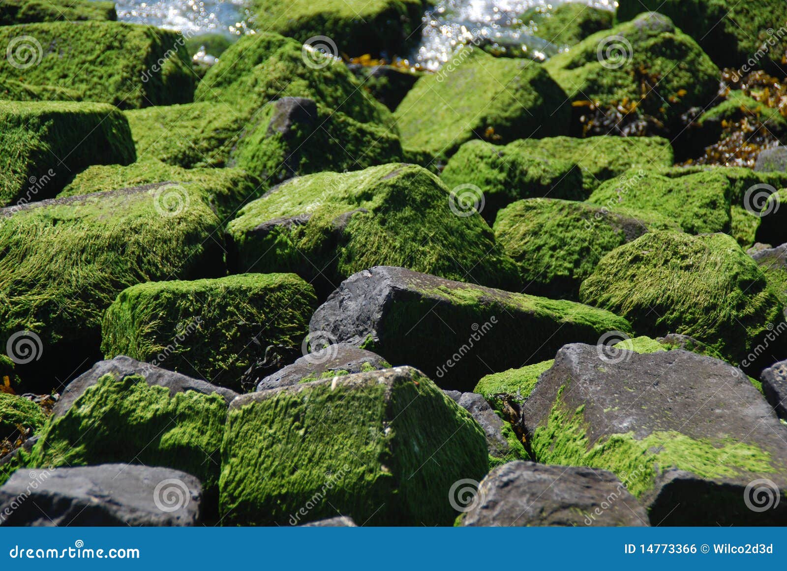 Algae covered stones stock photo. Image of nature, coastal - 14773366