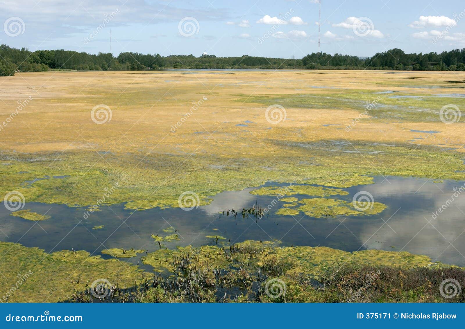 Algae Covered Lake stock image. Image of ecological, environmental - 375171