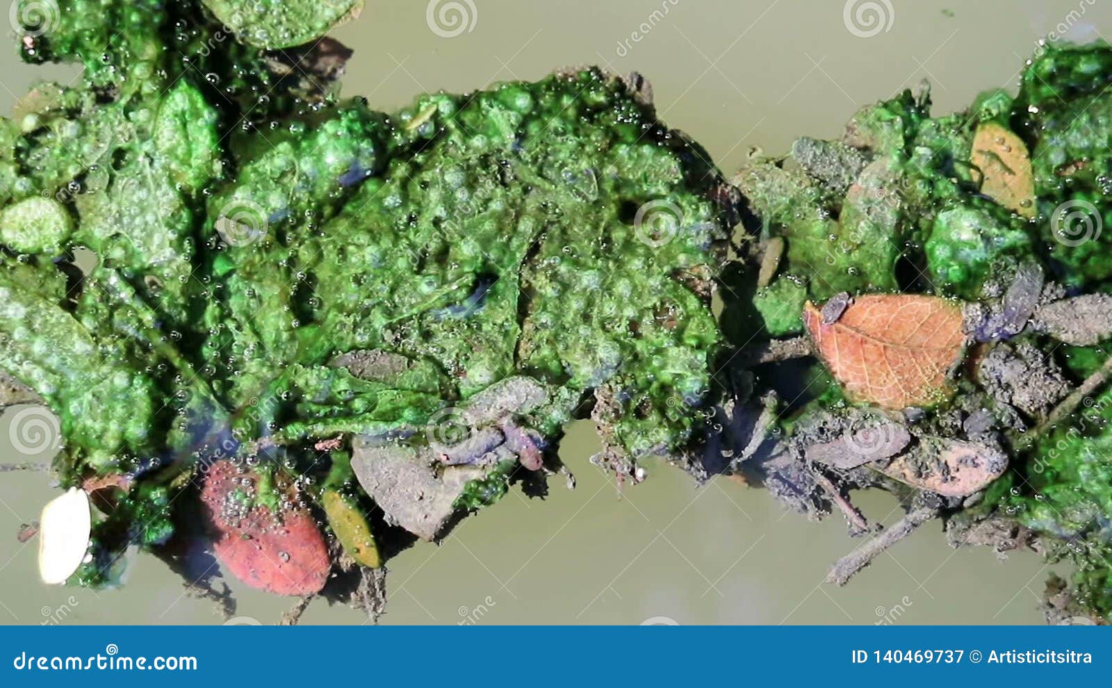 Algae Covered Leaves Floating on Planktonic Water Stock Video - Video ...
