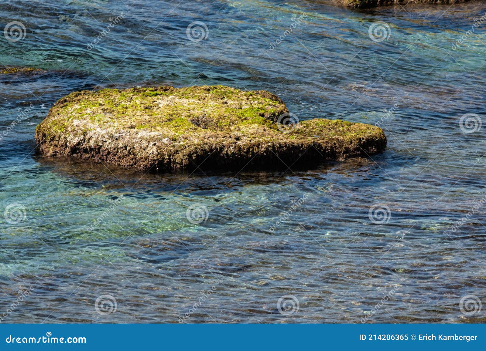 Algae Covered Rock in the Sea Stock Image - Image of environment ...