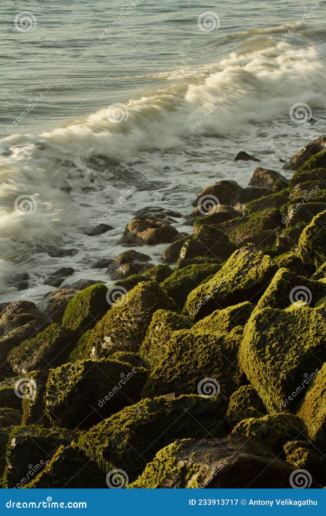 Algae Covered Rocks Along the Seashore Stock Image - Image of relaxing ...