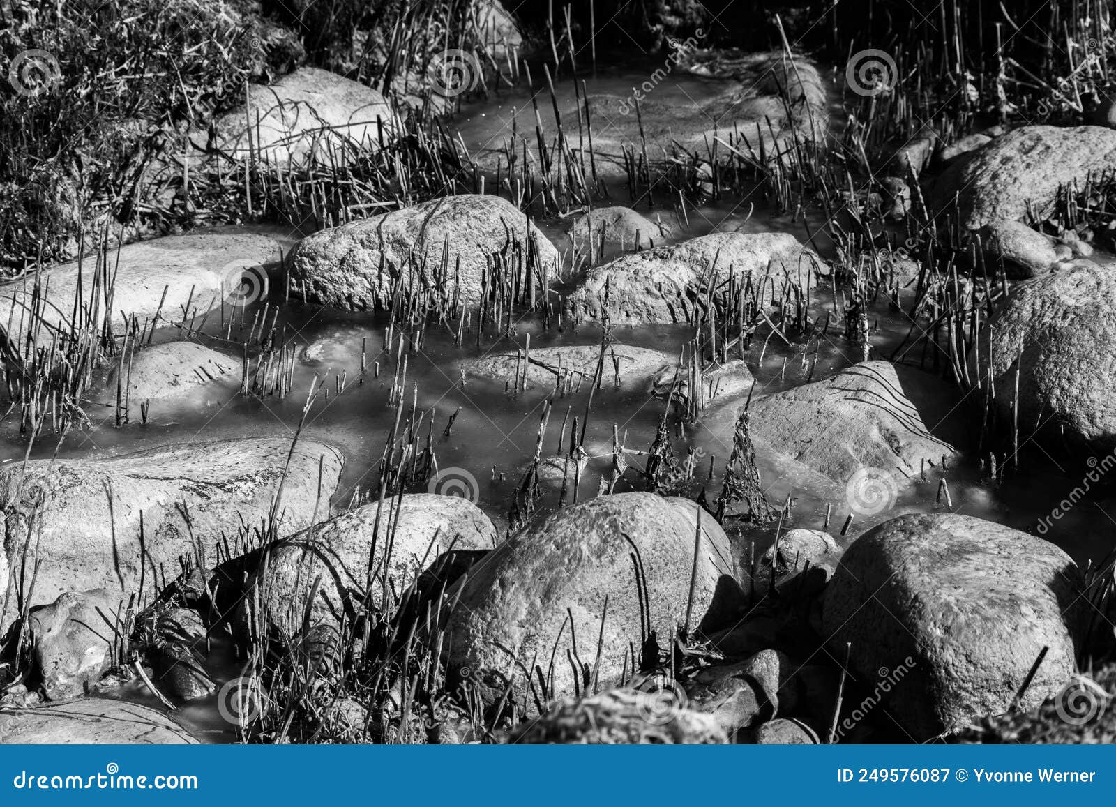 Algae Covered Rocks on a Beach. Colored Black and White Stock Image ...