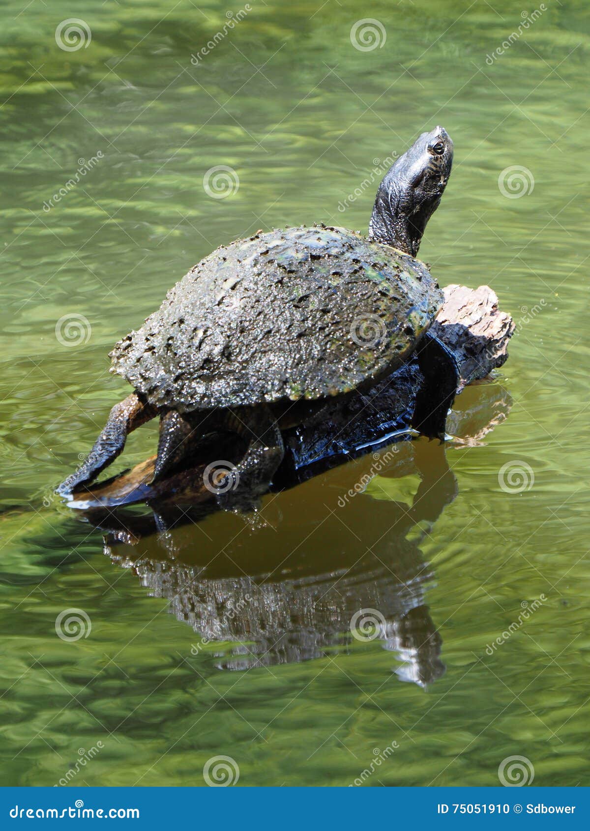 Algae Covered Shell of River Turtle Basking on Log Stock Photo - Image ...