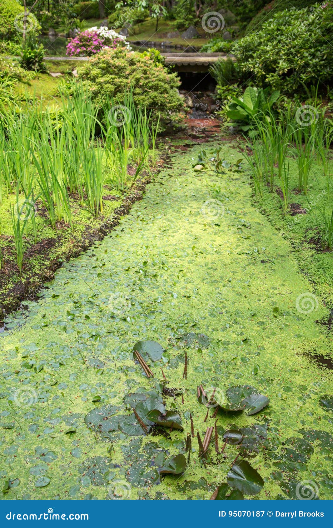 Algae Covered Stream stock image. Image of surface, environment - 95070187