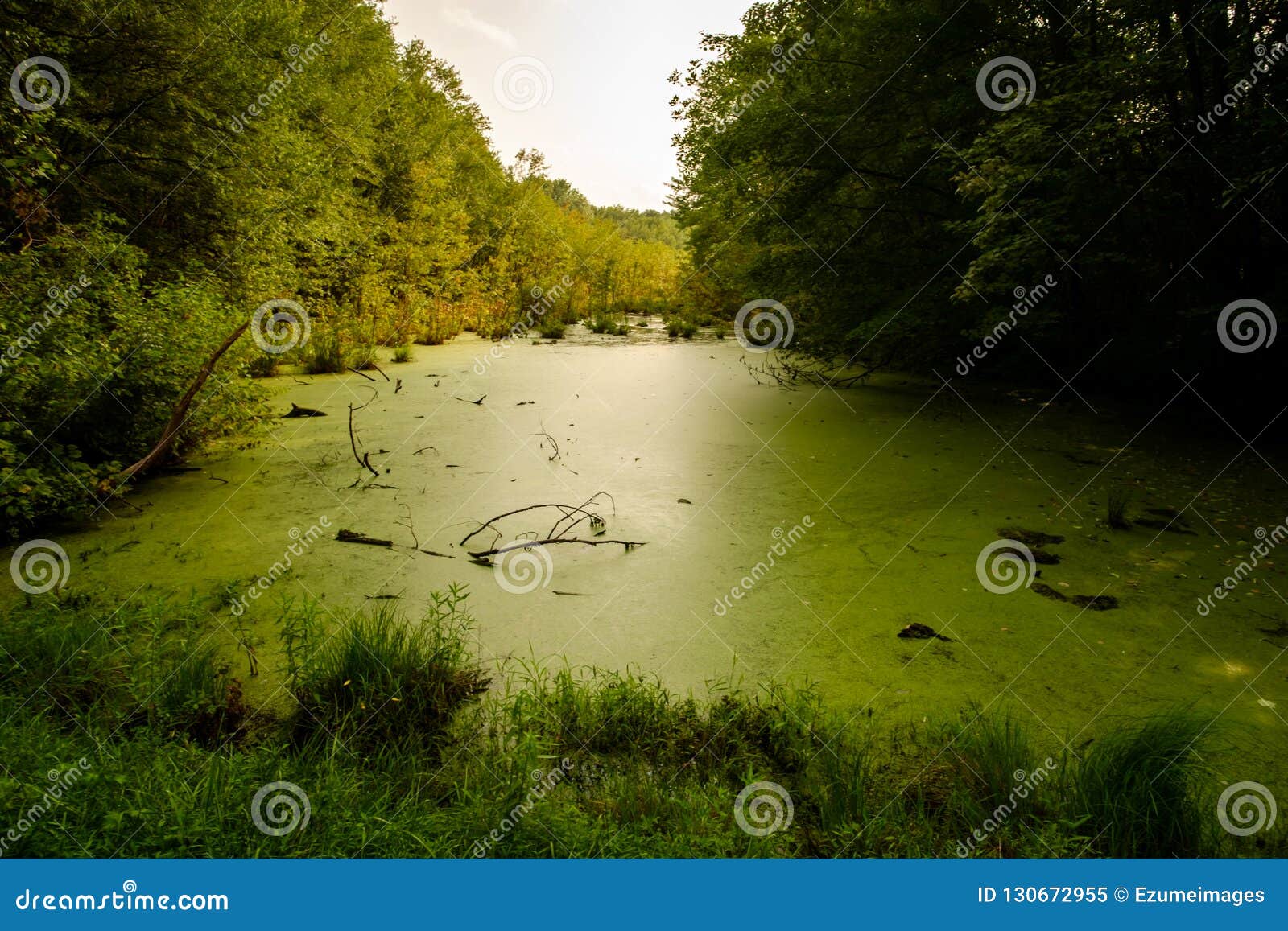 Algae Covered Swamp stock image. Image of pond, bodies - 130672955