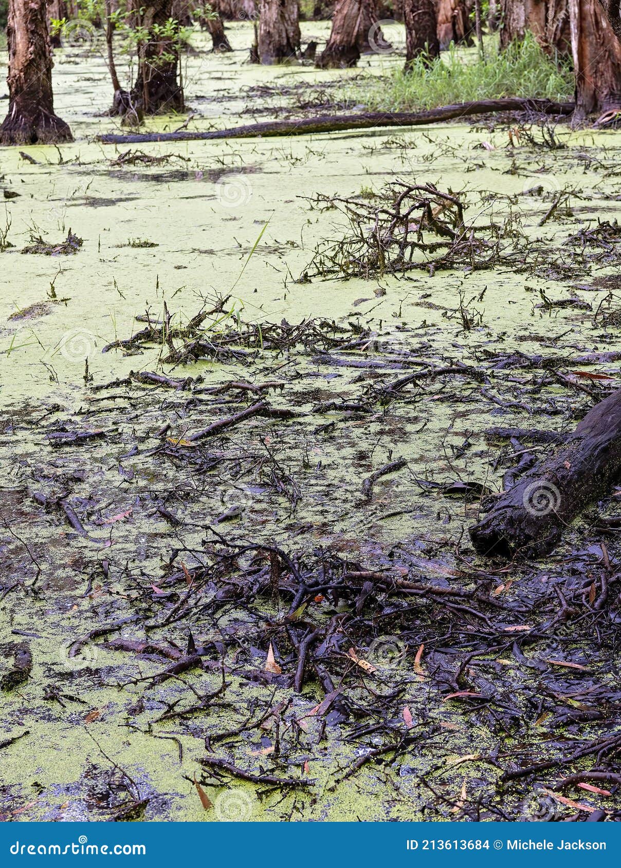 Algae Covered Swamp stock photo. Image of paper, australia - 213613684